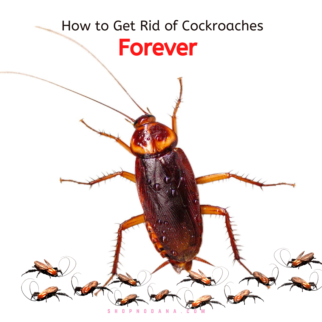 How to Get Rid of Cockroaches Forever - Shopno Dana